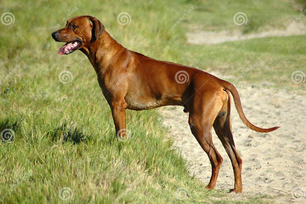 Rhodesian Ridgeback stock image. Image of boned, bred - 2145143
