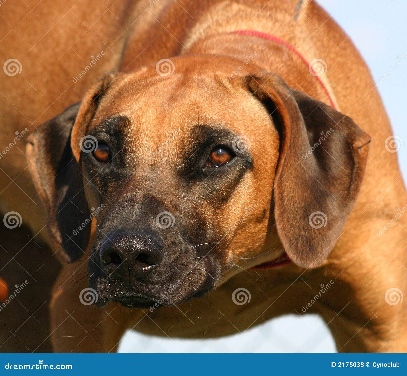 Mutt Rhodesian Ridgeback Stock Photography | CartoonDealer.com #41772242