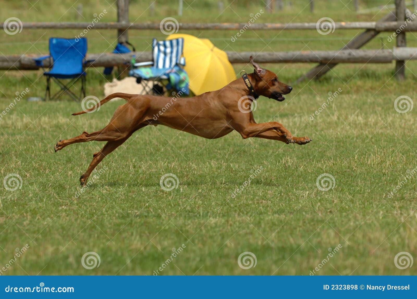 Rhodesian Ridgeback Stock Photography | CartoonDealer.com #2323898