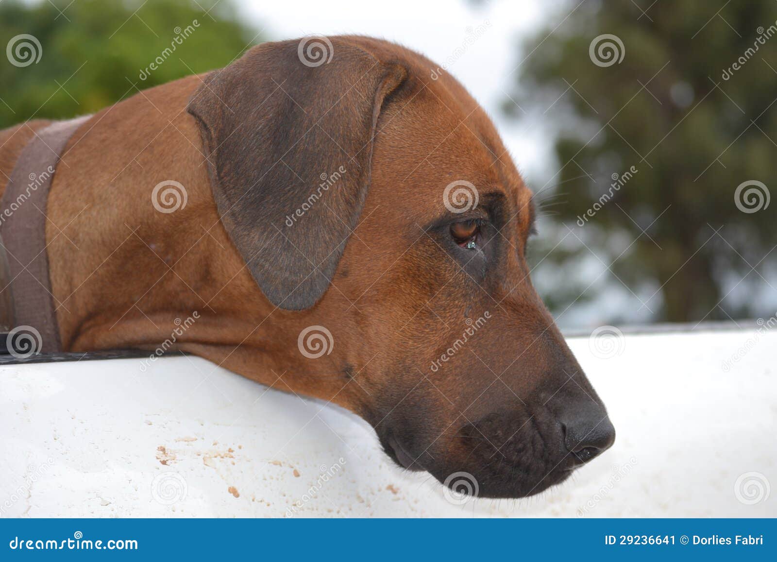Rhodesian Ridgeback stock image. Image of brown, animal - 29236641