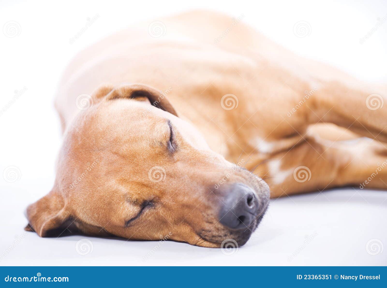 Rhodesian Ridgeback, 3 Years, Sleeping Stock Image - Image of copy ...
