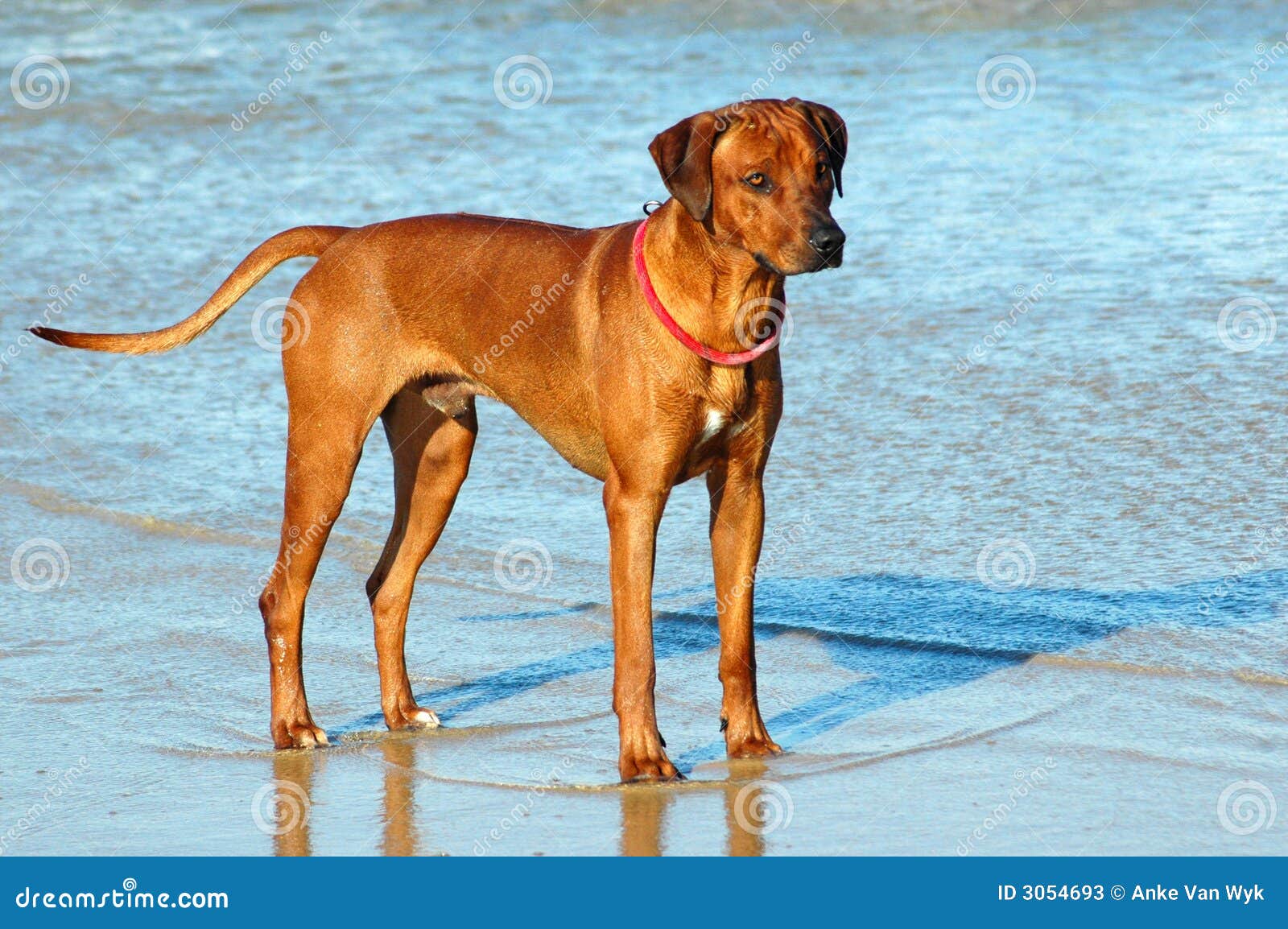 Rhodesian Ridgeback stock image. Image of hounds, holidays - 3054693