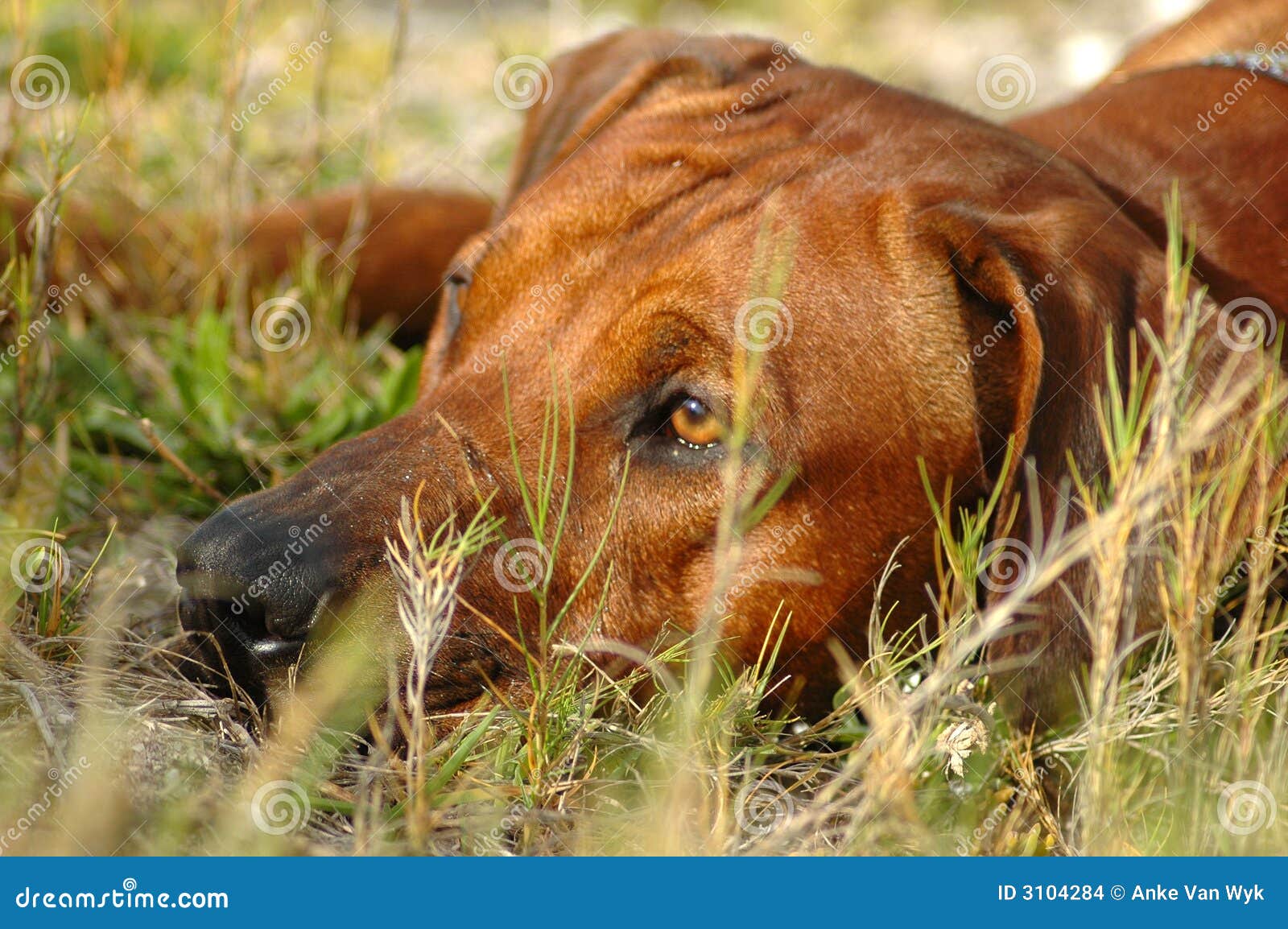Rhodesian Ridgeback stock photo. Image of dogs, guarding - 3104284