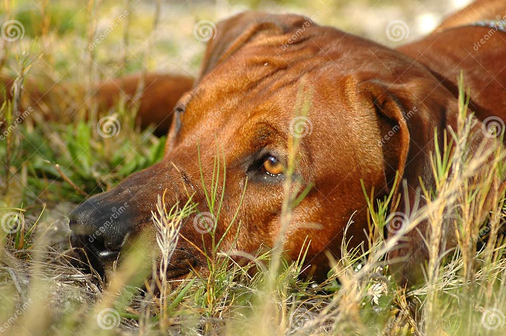 Rhodesian Ridgeback stock photo. Image of dogs, guarding - 3104284