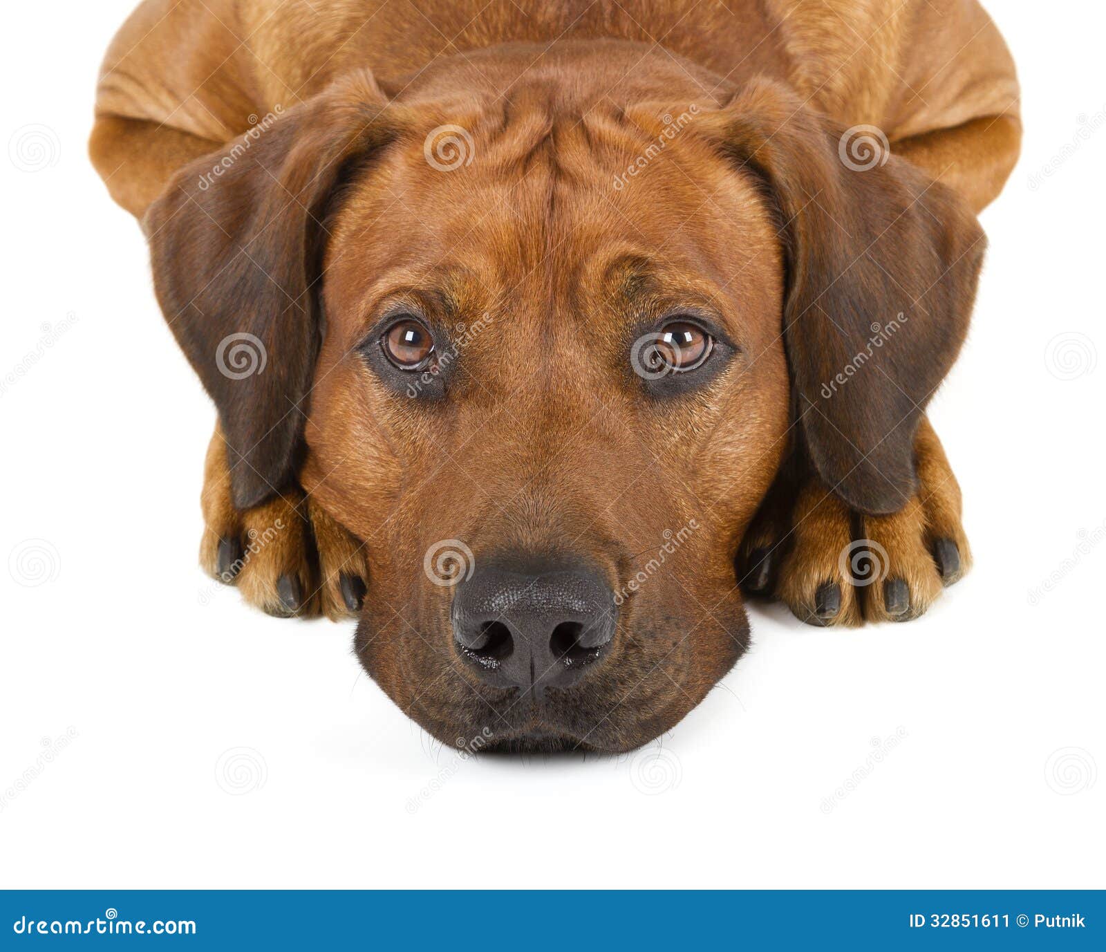 Rhodesian Ridgeback imagen de archivo. Imagen de africano - 32851611