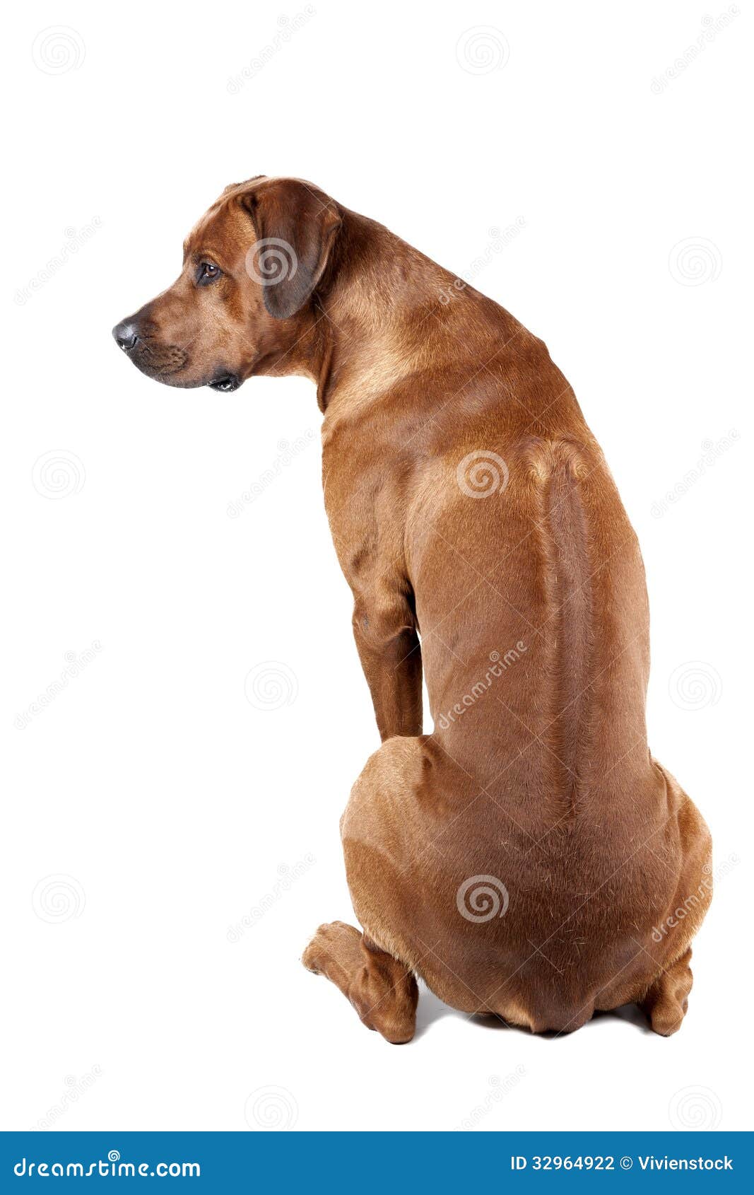 Rhodesian Ridgeback fotografia stock. Immagine di spiaggia - 32964922