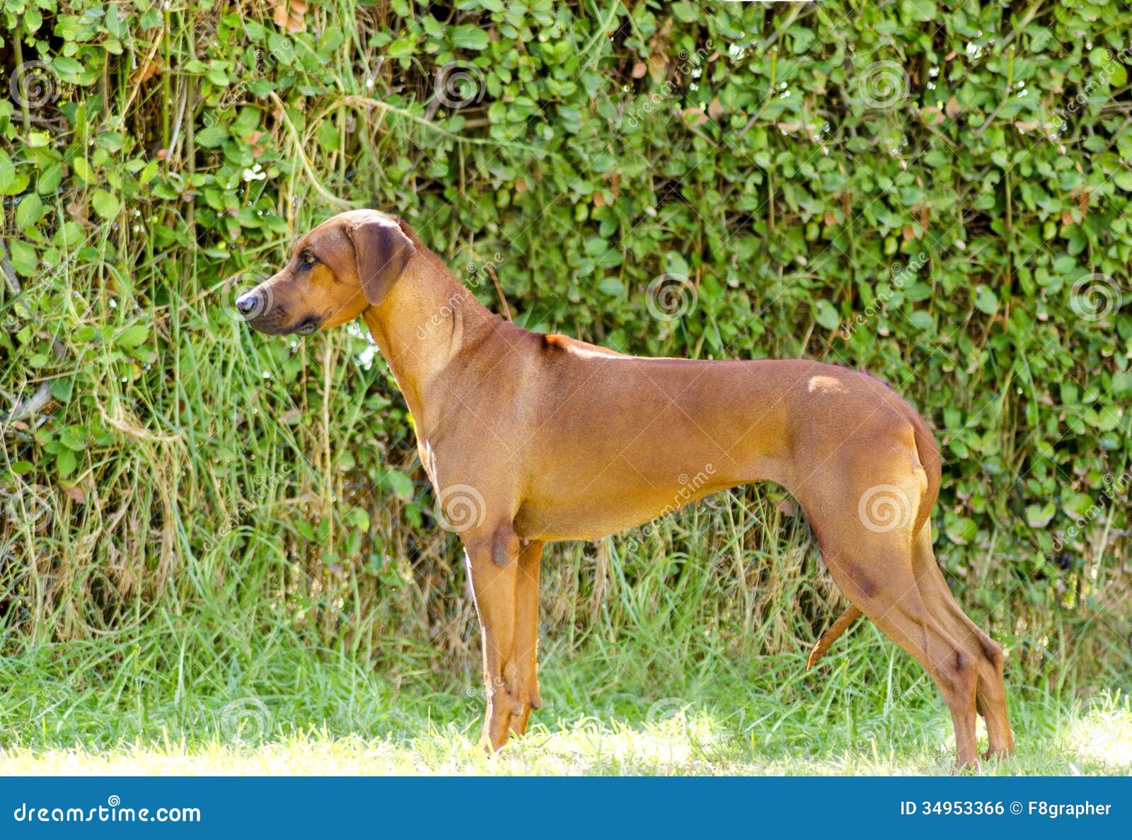 Rhodesian Ridgeback stockfoto. Bild von hart, tier, gezüchtet - 34953366