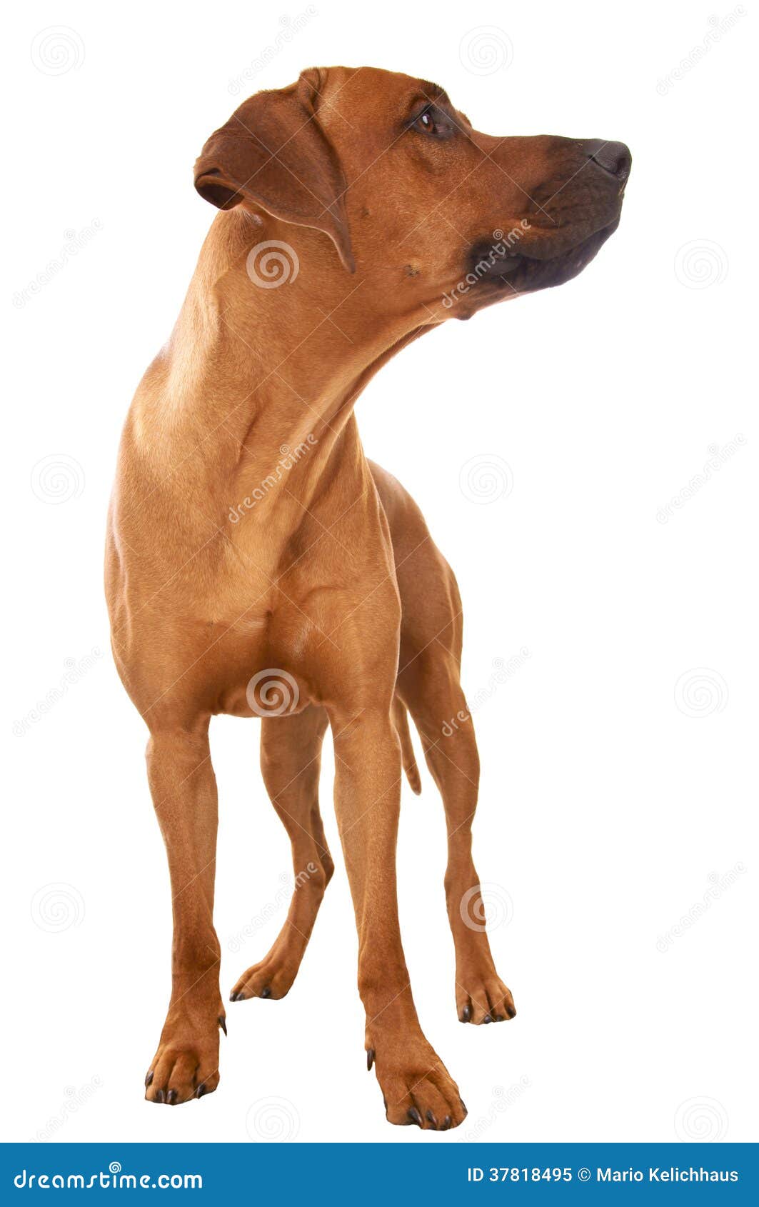 Rhodesian ridgeback stock image. Image of friendly, breed - 37818495