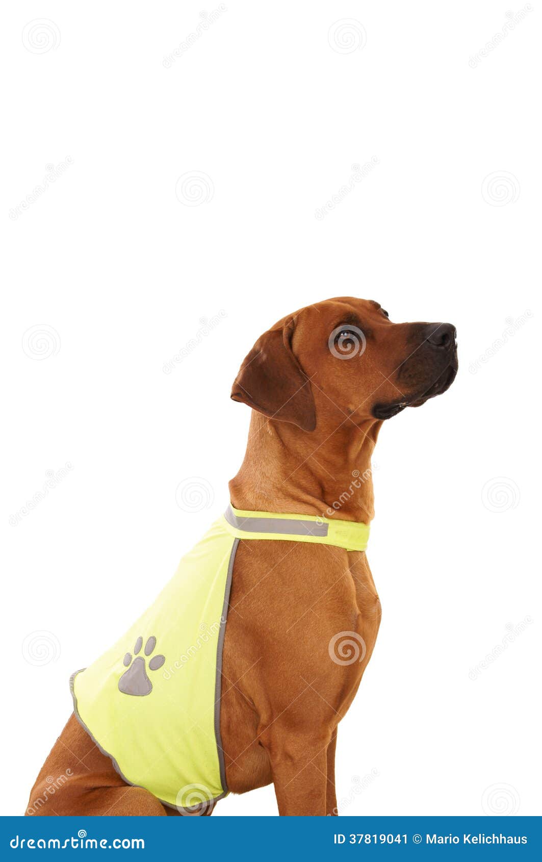 Rhodesian ridgeback stock image. Image of guard, family - 37819041