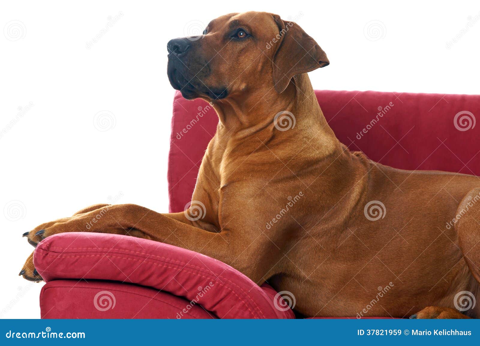 Rhodesian ridgeback stock image. Image of animal, attentive - 37821959