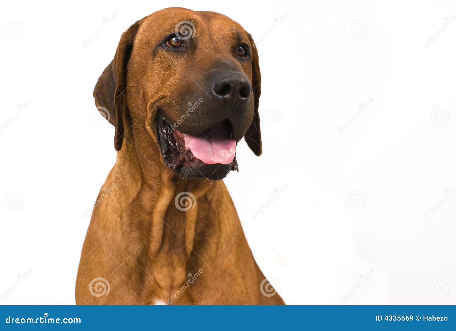 Rhodesian Ridgeback stock image. Image of expression, africa - 4335669