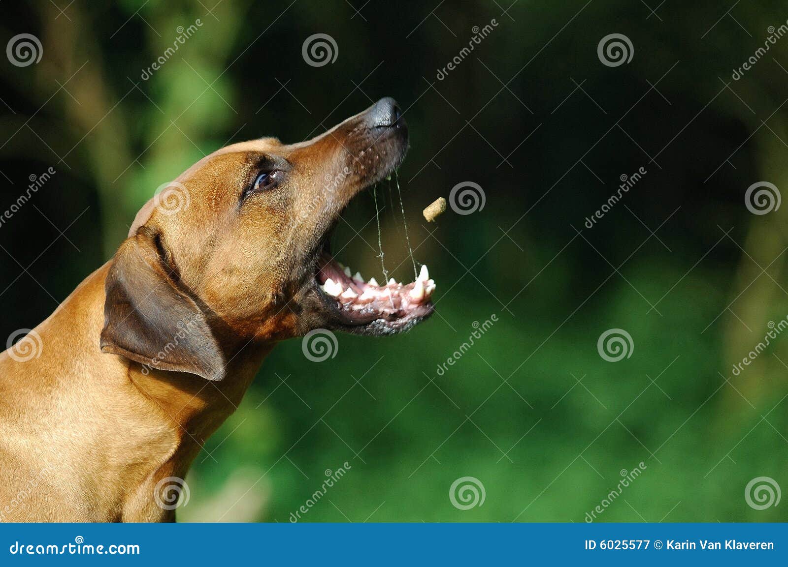 Rhodesian Ridgeback stock image. Image of catch, goodies - 6025577