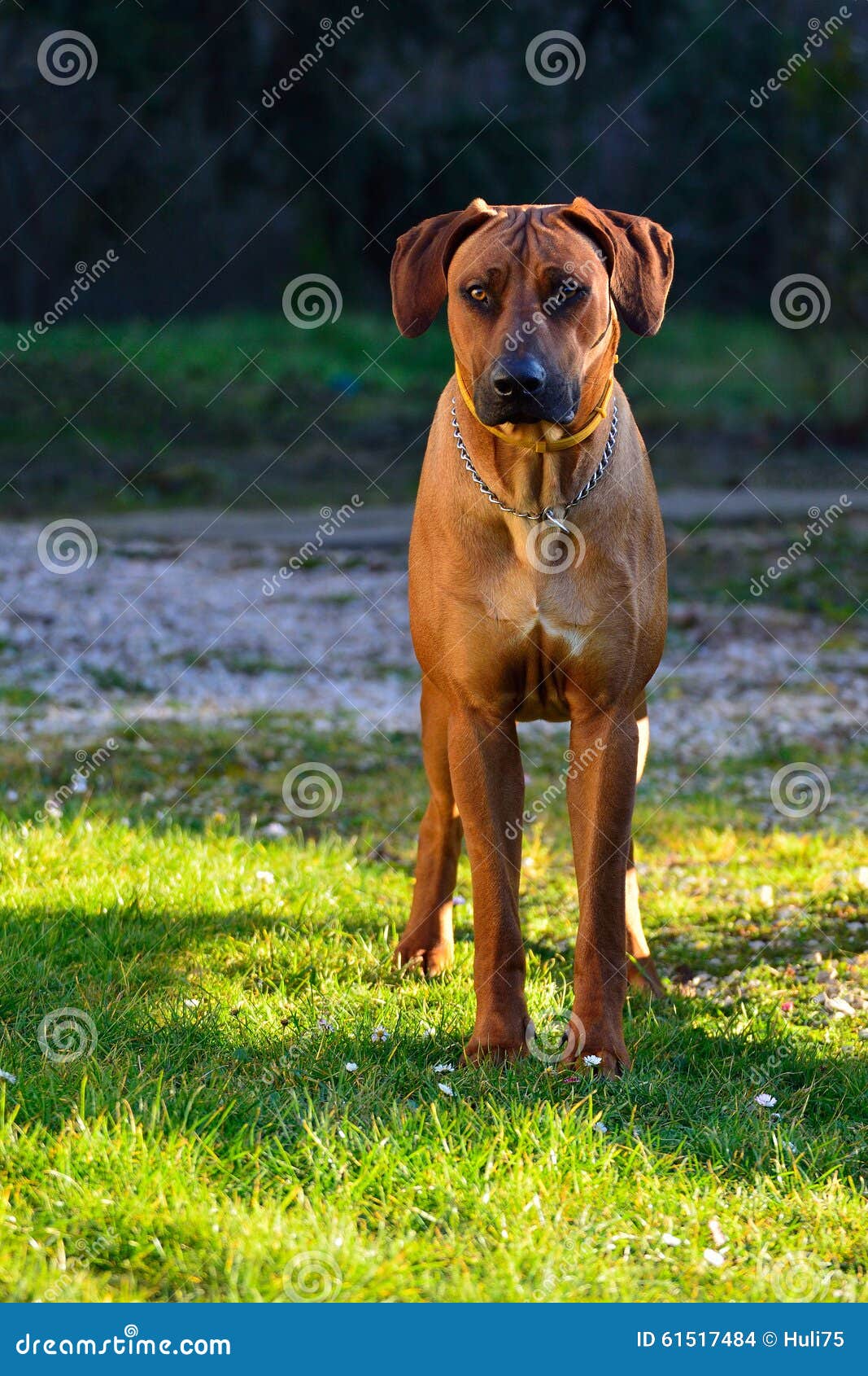 Rhodesian Ridgeback fotografia stock. Immagine di yong - 61517484