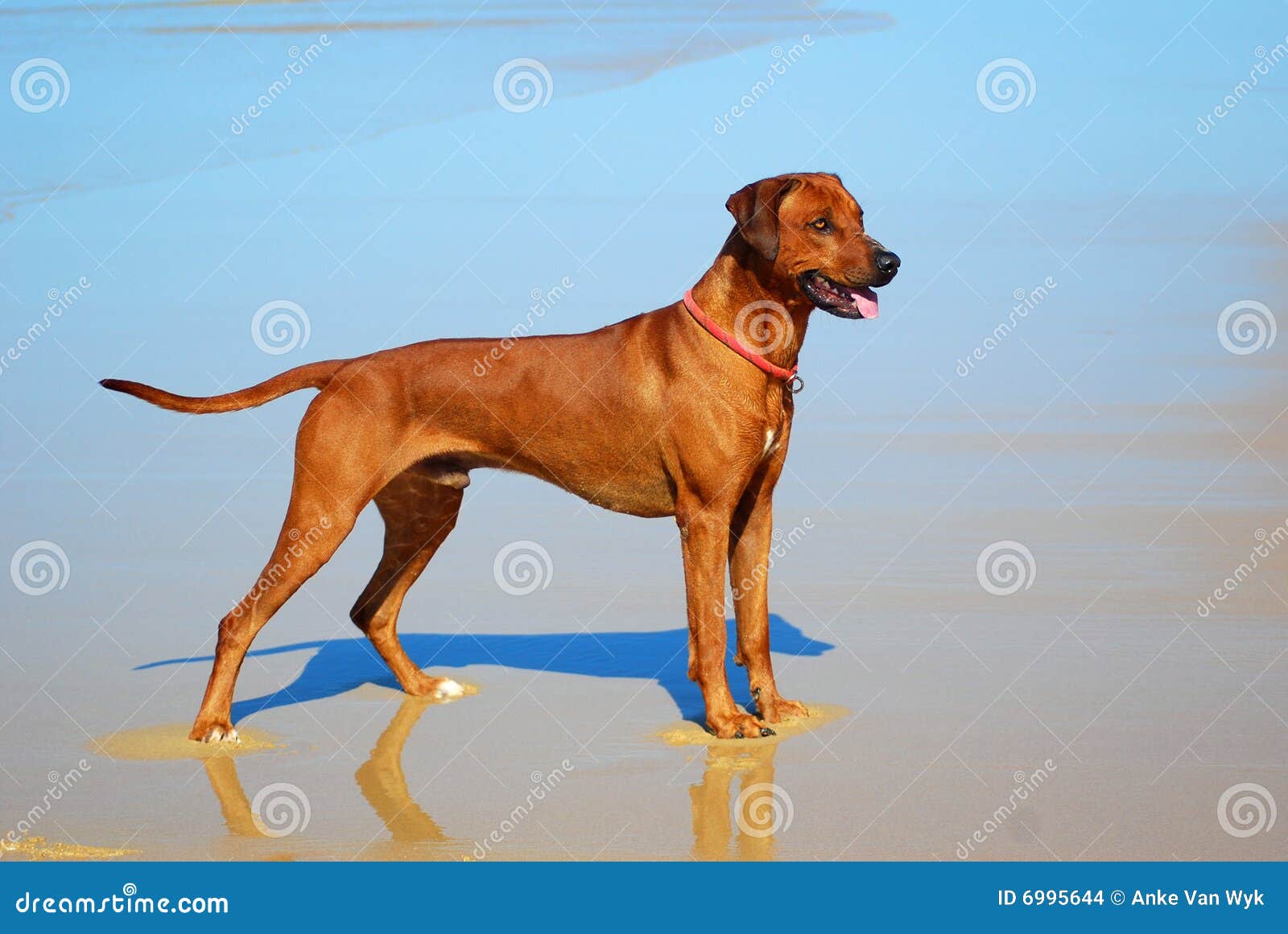 Rhodesian Ridgeback stock photo. Image of body, africa - 6995644