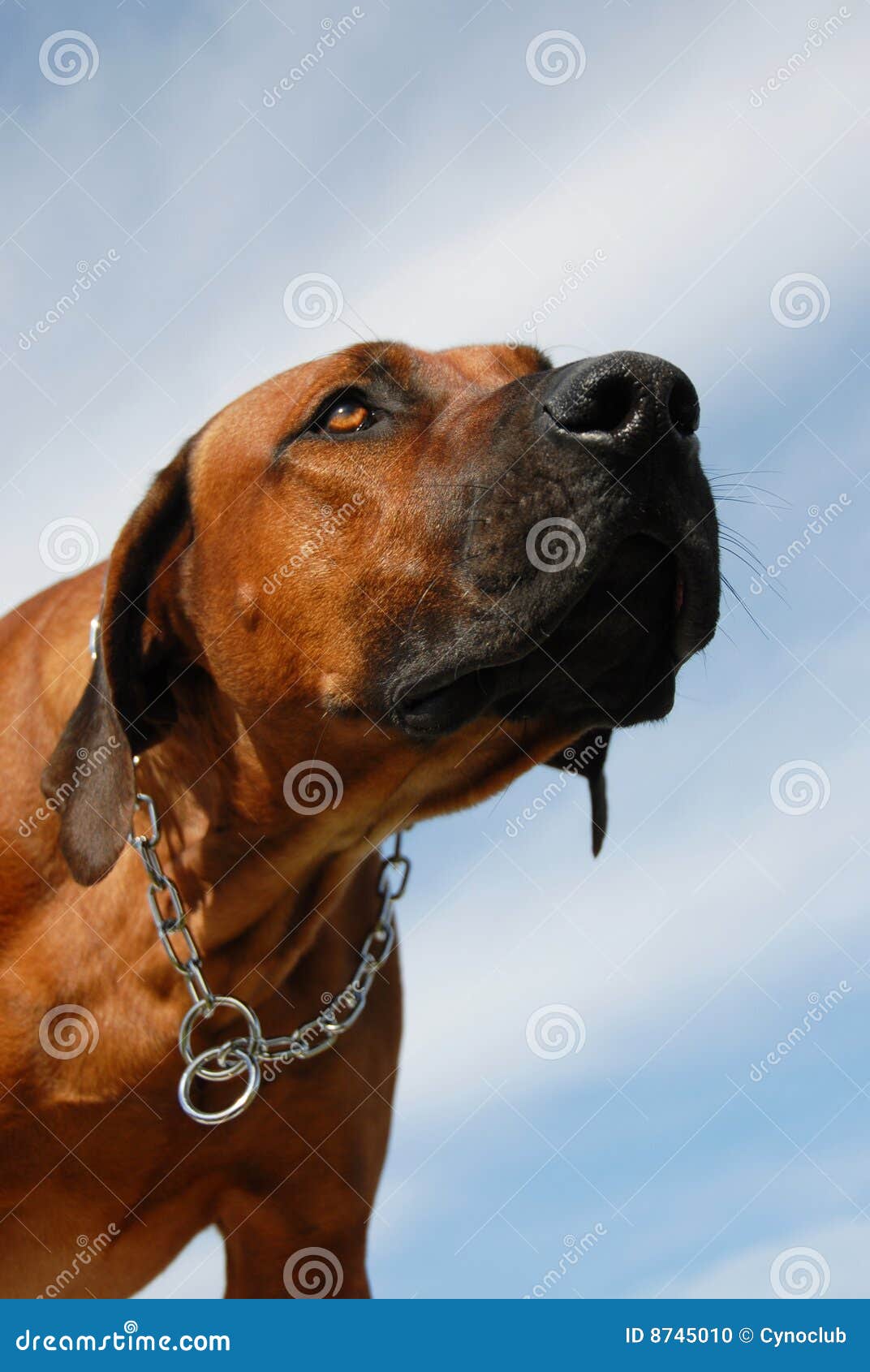 Rhodesian Ridgeback stock photo. Image of pedigree, hunting - 8745010