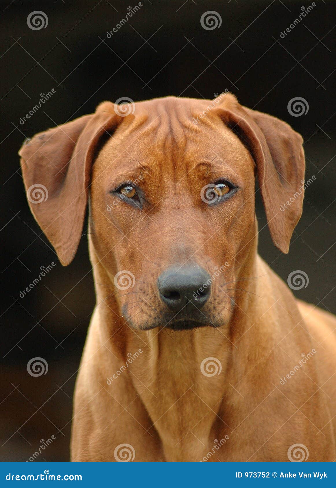 Rhodesian Ridgeback photo stock. Image du beau, chien, chienchiens - 973752