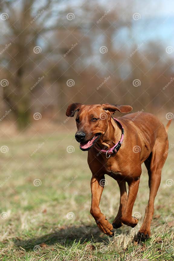 Rhodesian Ridgeback in Action Stock Photo - Image of funny, smile: 17017658