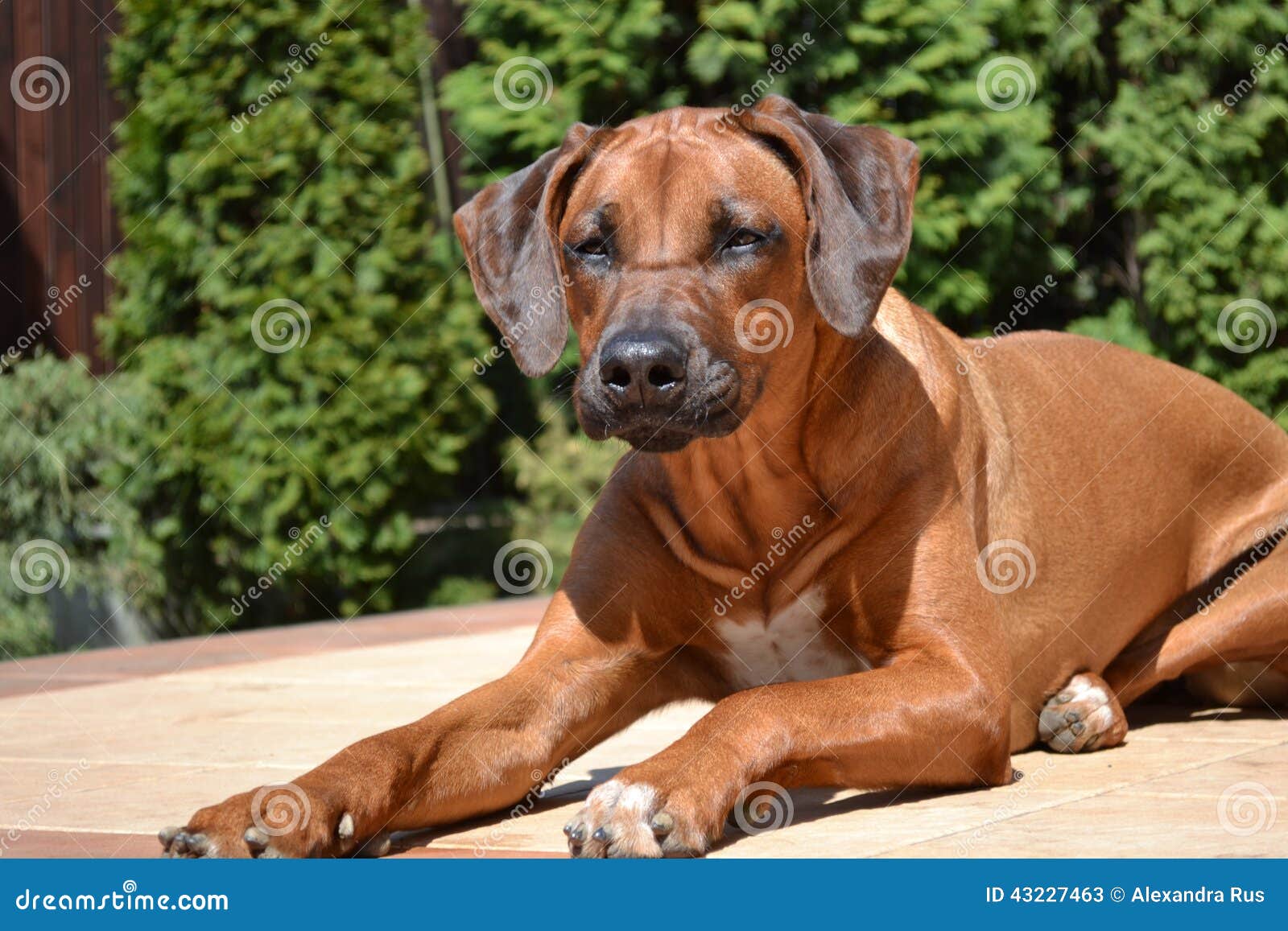 Alert Dog Rhodesian Ridgeback Stock Image - Image of attentive, looking ...