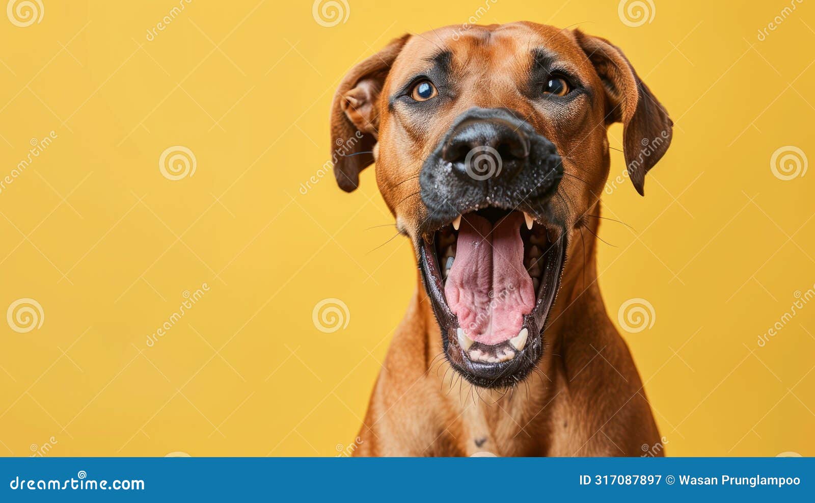 Rhodesian Ridgeback, Angry Dog Baring Its Teeth, Studio Lighting Pastel ...