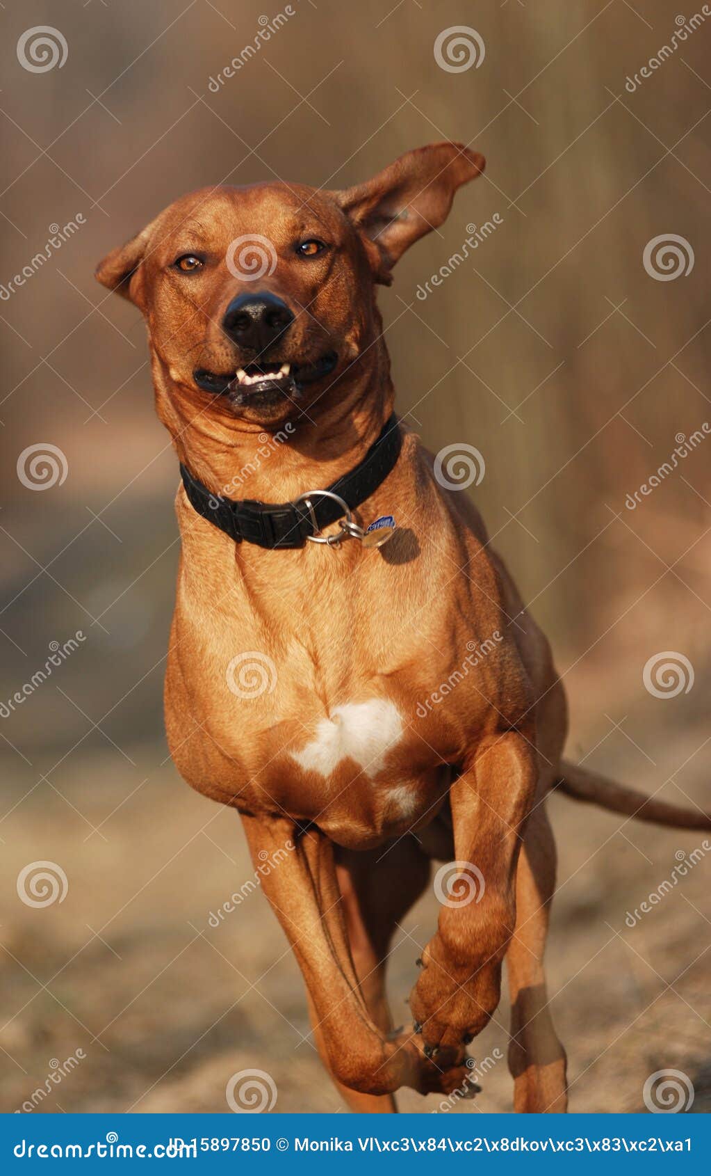 Rhodesian Ridgeback As Happy Runner Stock Photo - Image of happy, cute ...