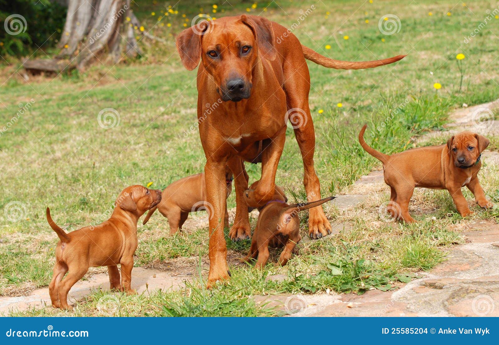 Rhodesian Ridgeback Avec Des Chiots Photo stock - Image du domestique ...