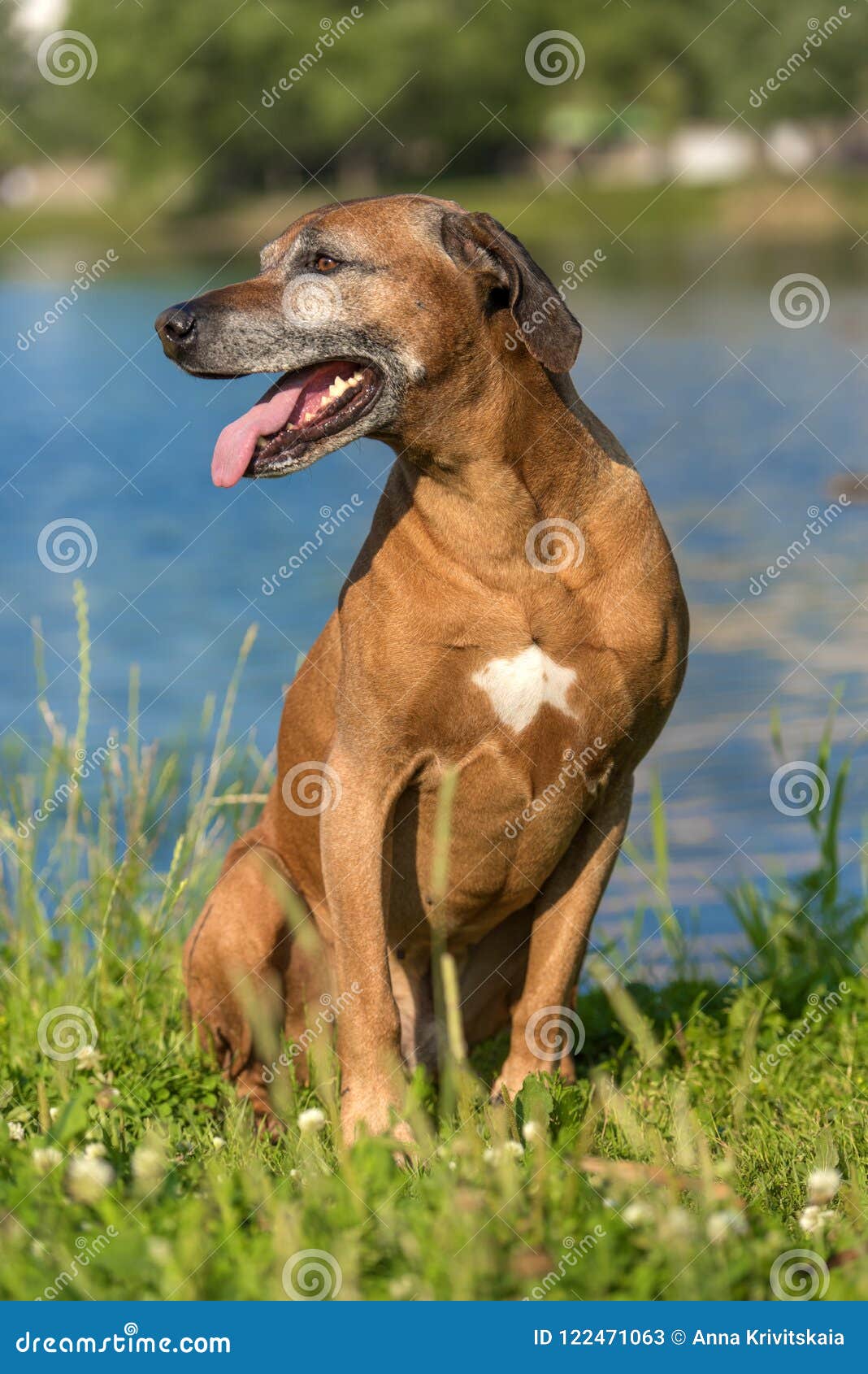 Rhodesian Ridgeback in the Background of a Lake Stock Image - Image of ...