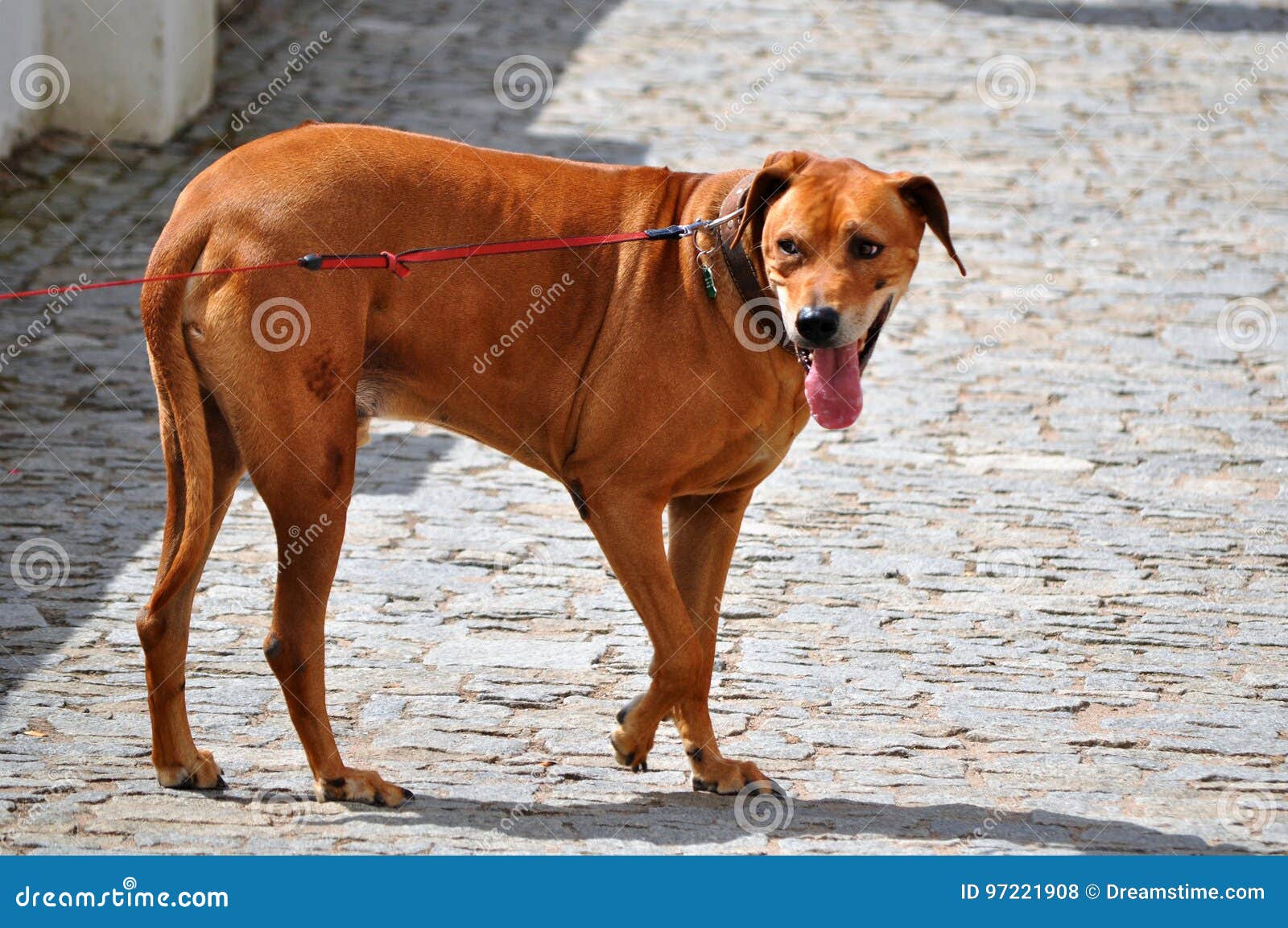 Rhodesian Ridgeback, Beautiful Male Ridgeback Stock Photo - Image of ...