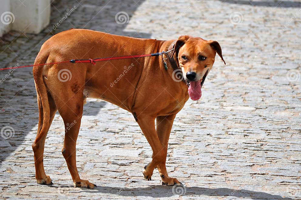 Rhodesian Ridgeback, Beautiful Male Ridgeback Stock Photo - Image of ...