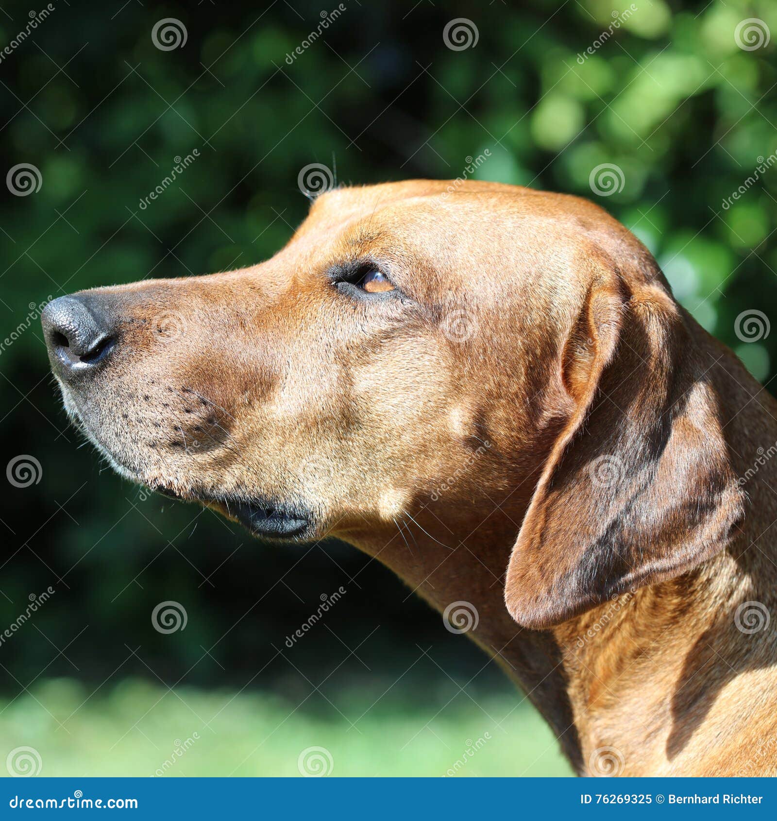 Rhodesian Ridgeback stock image. Image of ridgeback, elegance - 76269325