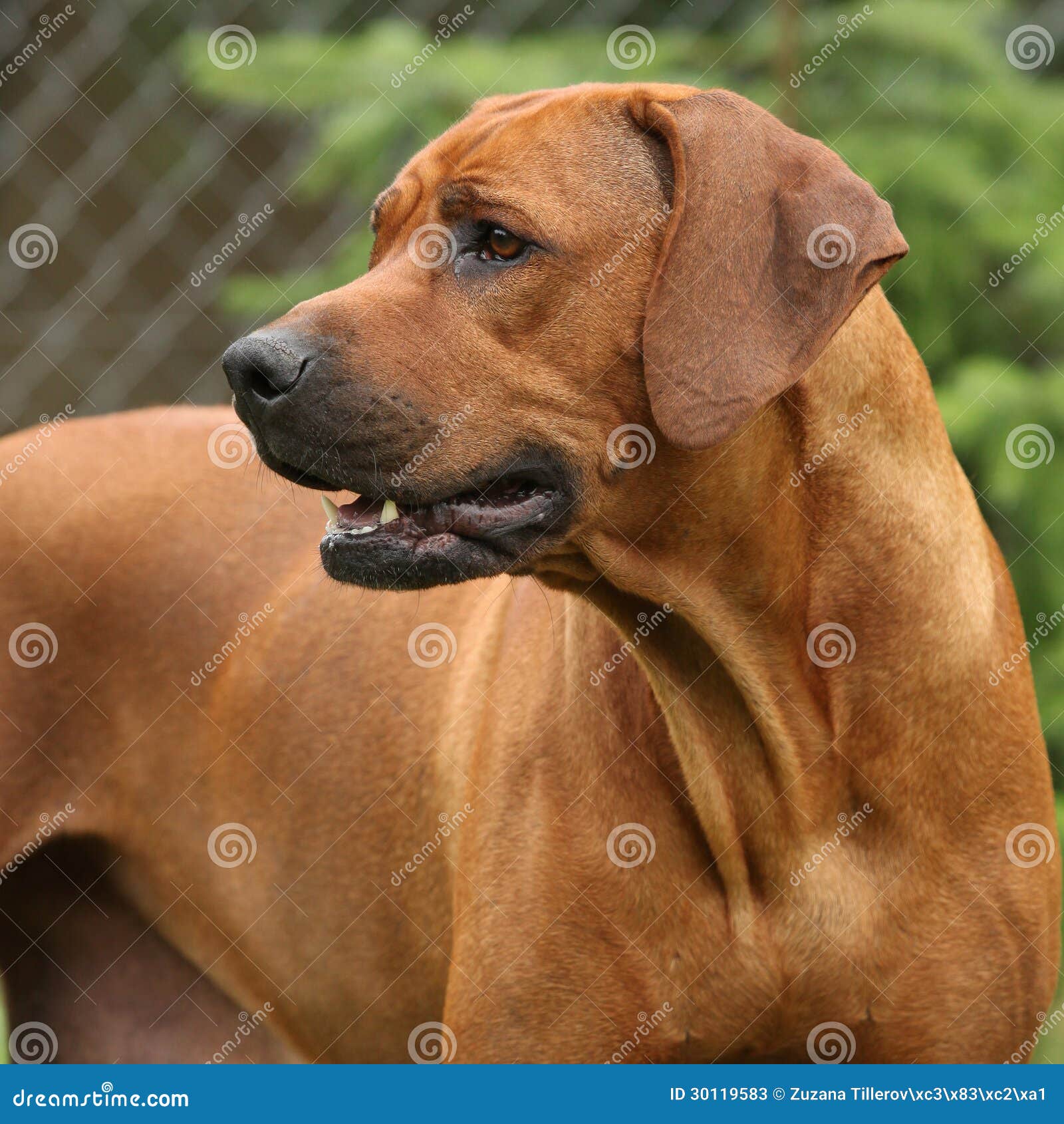 Rhodesian Ridgeback Royalty-Free Stock Photo | CartoonDealer.com #30119583