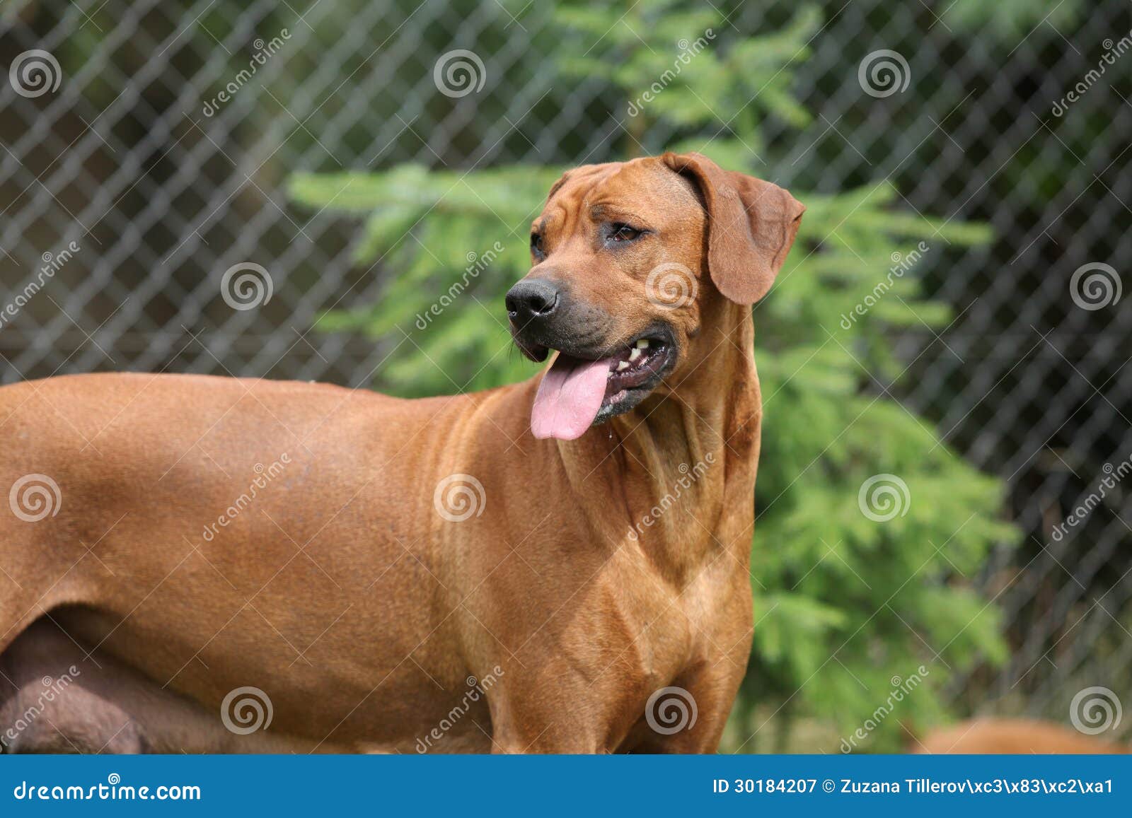 Rhodesian ridgeback stock image. Image of rhodesian, beauty - 30184207