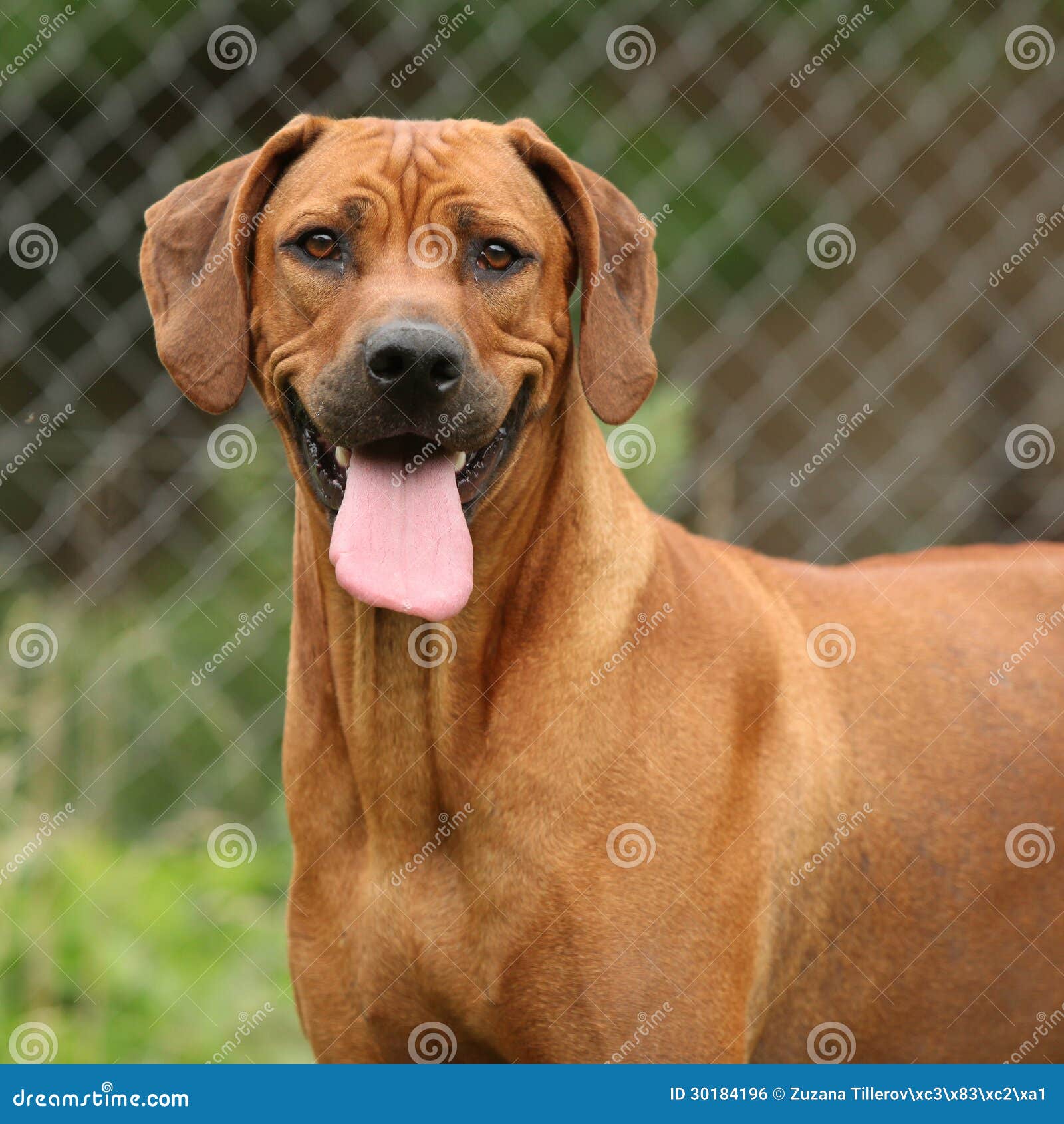 Rhodesian ridgeback stock photo. Image of obedient, canine - 30184196