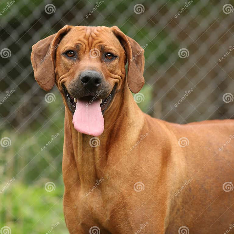 Rhodesian ridgeback stock photo. Image of obedient, canine - 30184196