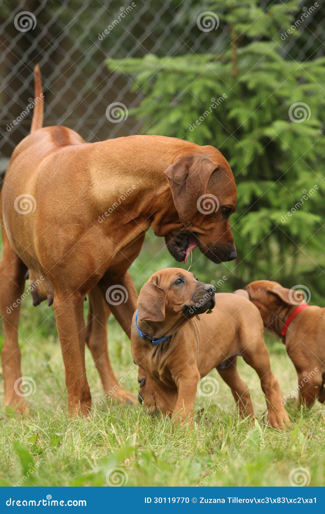 Rhodesian ridgeback stock photo. Image of puppy, carnivore - 30119770