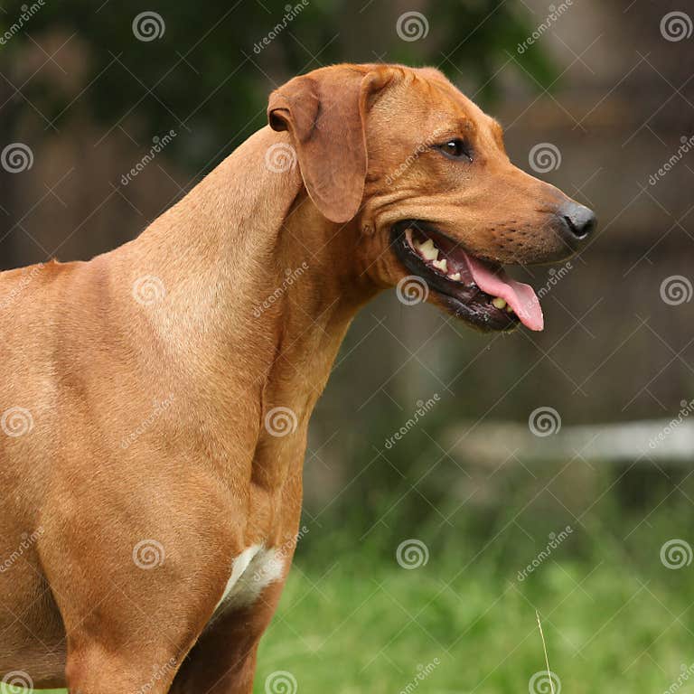 Rhodesian ridgeback stock photo. Image of breed, carnivore - 30119954