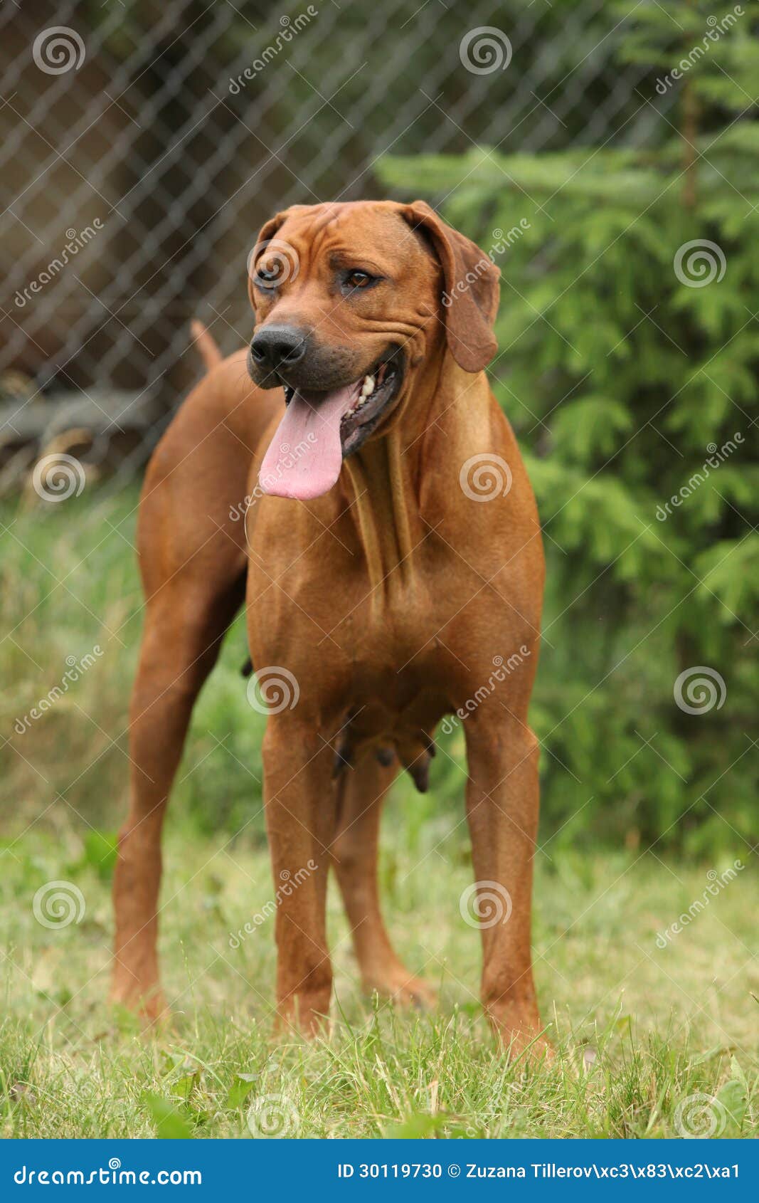 Rhodesian ridgeback stock photo. Image of ridgeback, breed - 30119730