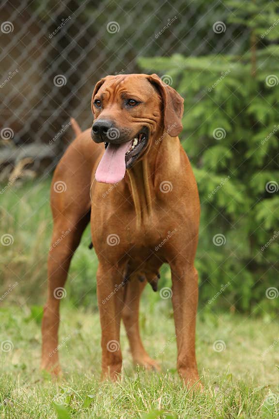 Rhodesian ridgeback stock photo. Image of ridgeback, breed - 30119730