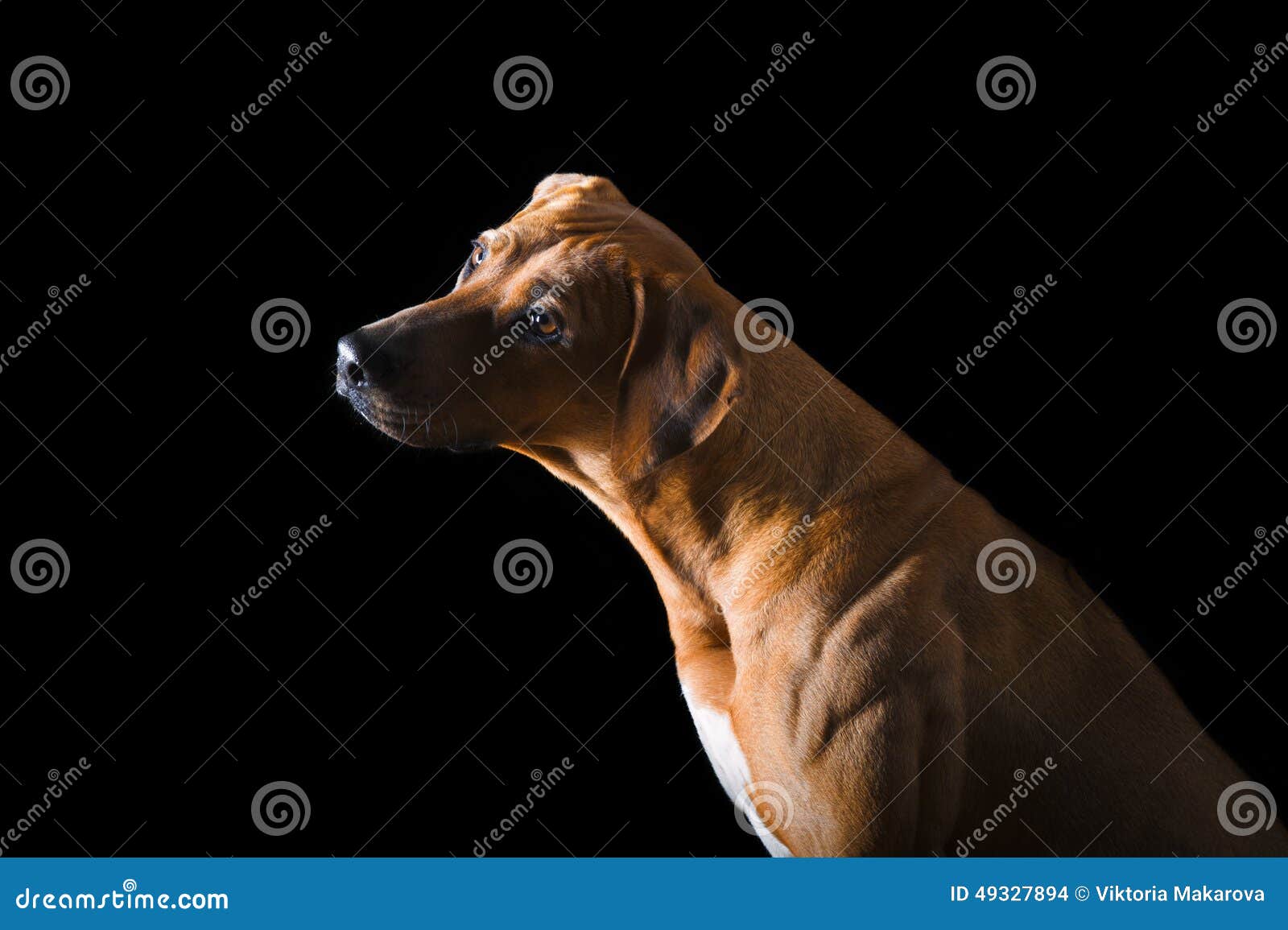 Rhodesian Ridgeback on the Black Background Stock Photo - Image of ...