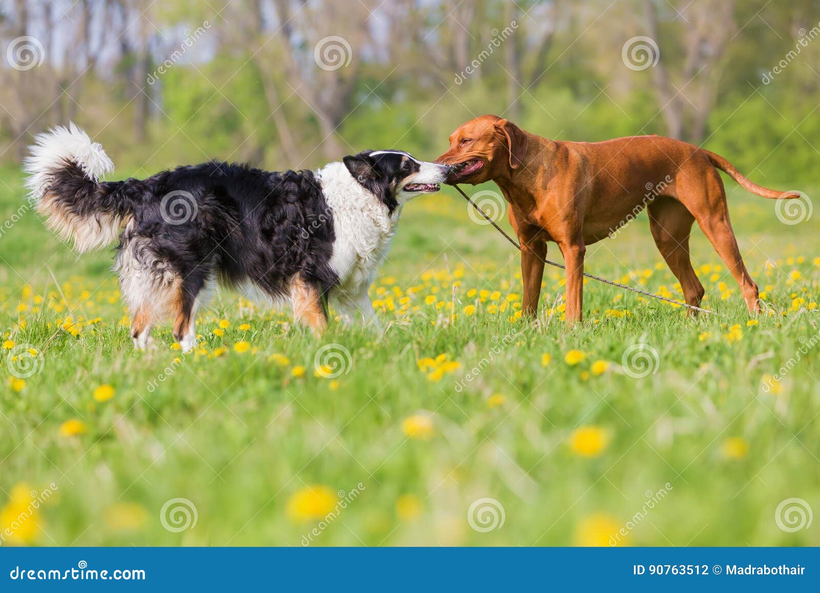 Rhodesian Ridgeback and Border Collie Outdoors Stock Photo - Image of ...