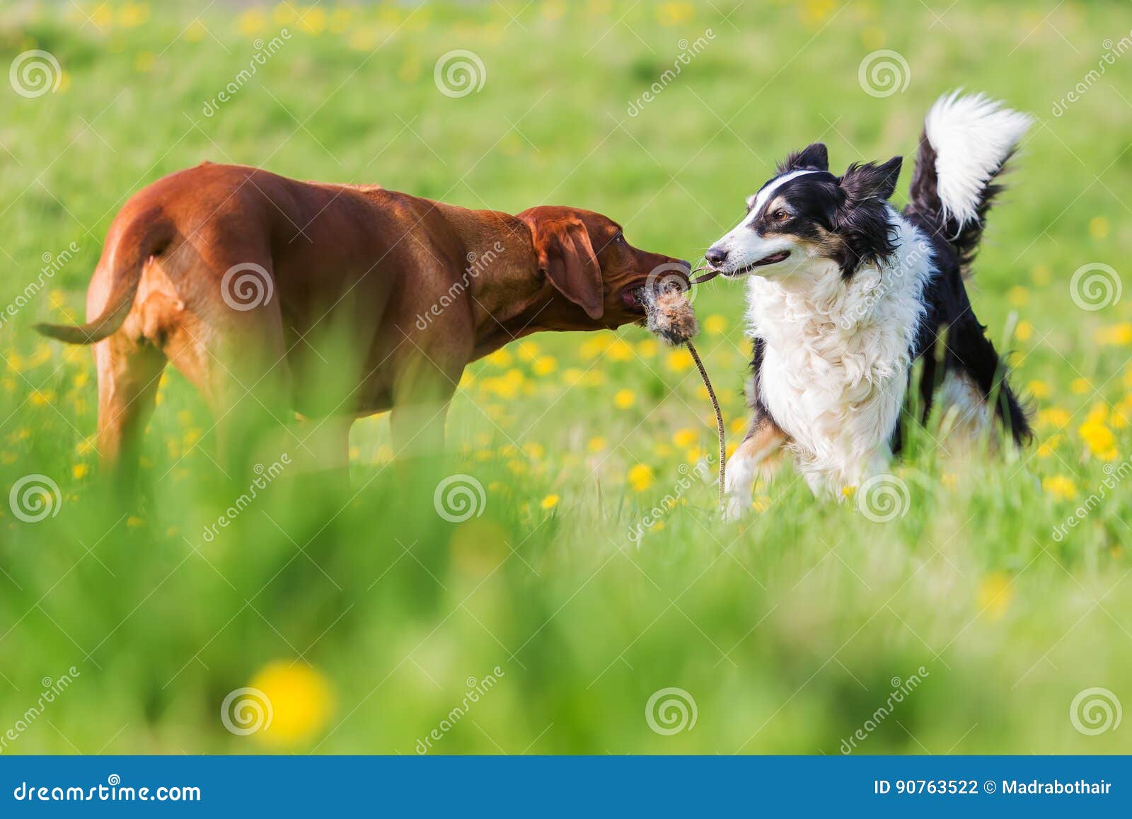 Rhodesian Ridgeback and Border Collie Outdoors Stock Photo - Image of ...