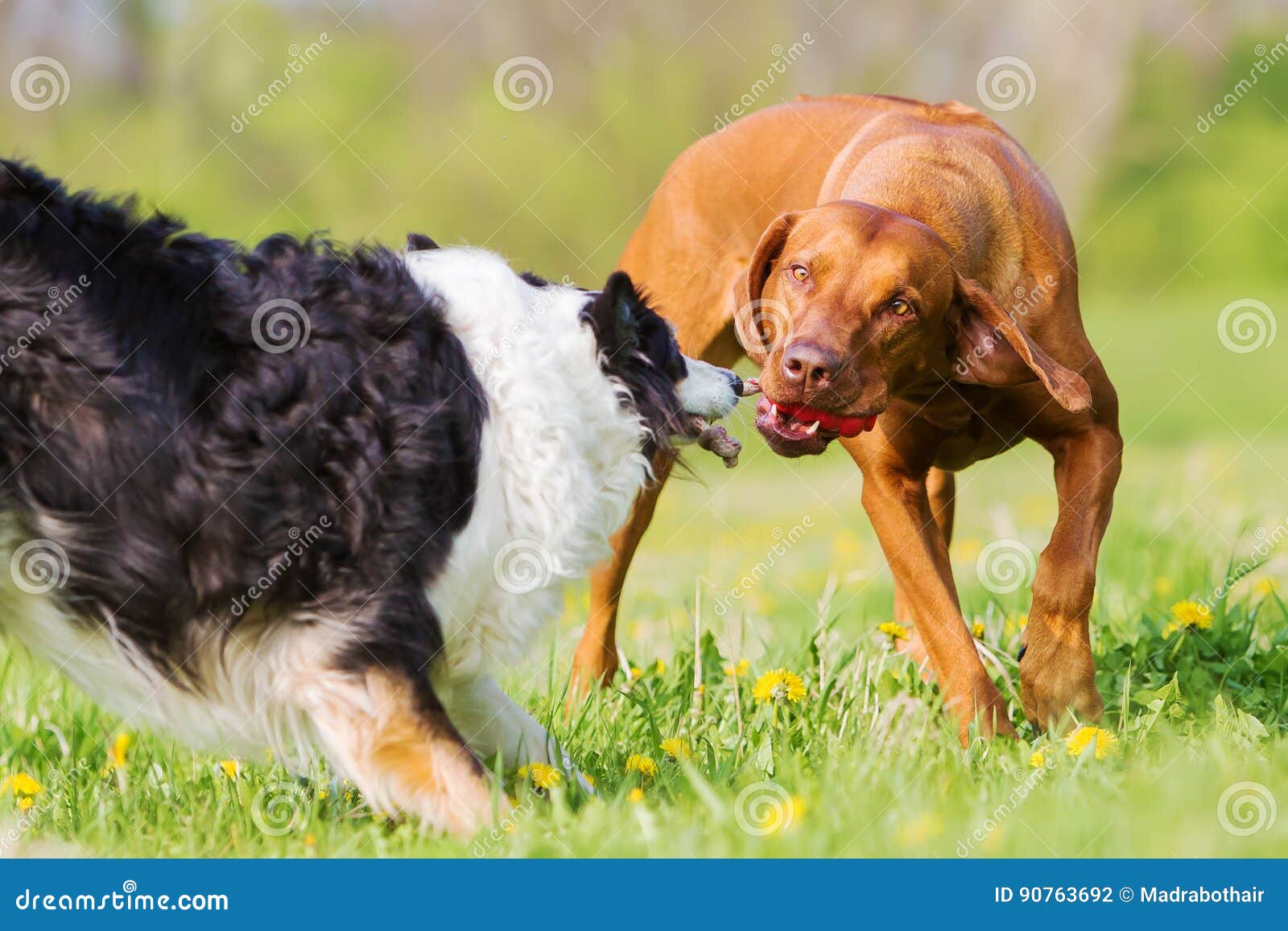 Rhodesian Ridgeback and Border Collie Outdoors Stock Photo - Image of ...