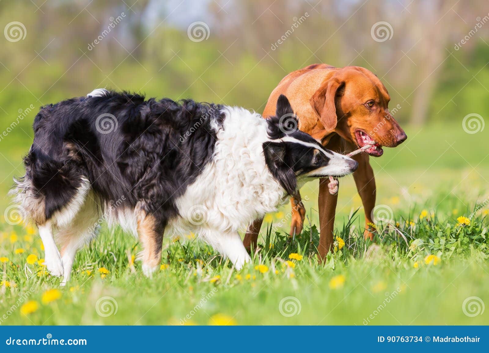 Rhodesian Ridgeback and Border Collie Outdoors Stock Photo - Image of ...