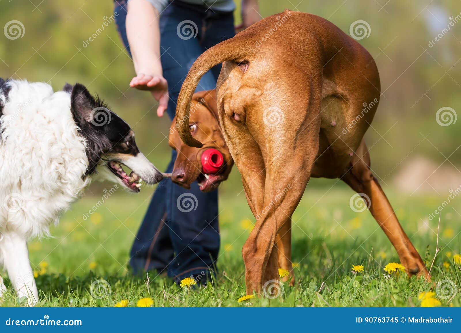 Rhodesian Ridgeback and Border Collie Outdoors Stock Image - Image of ...