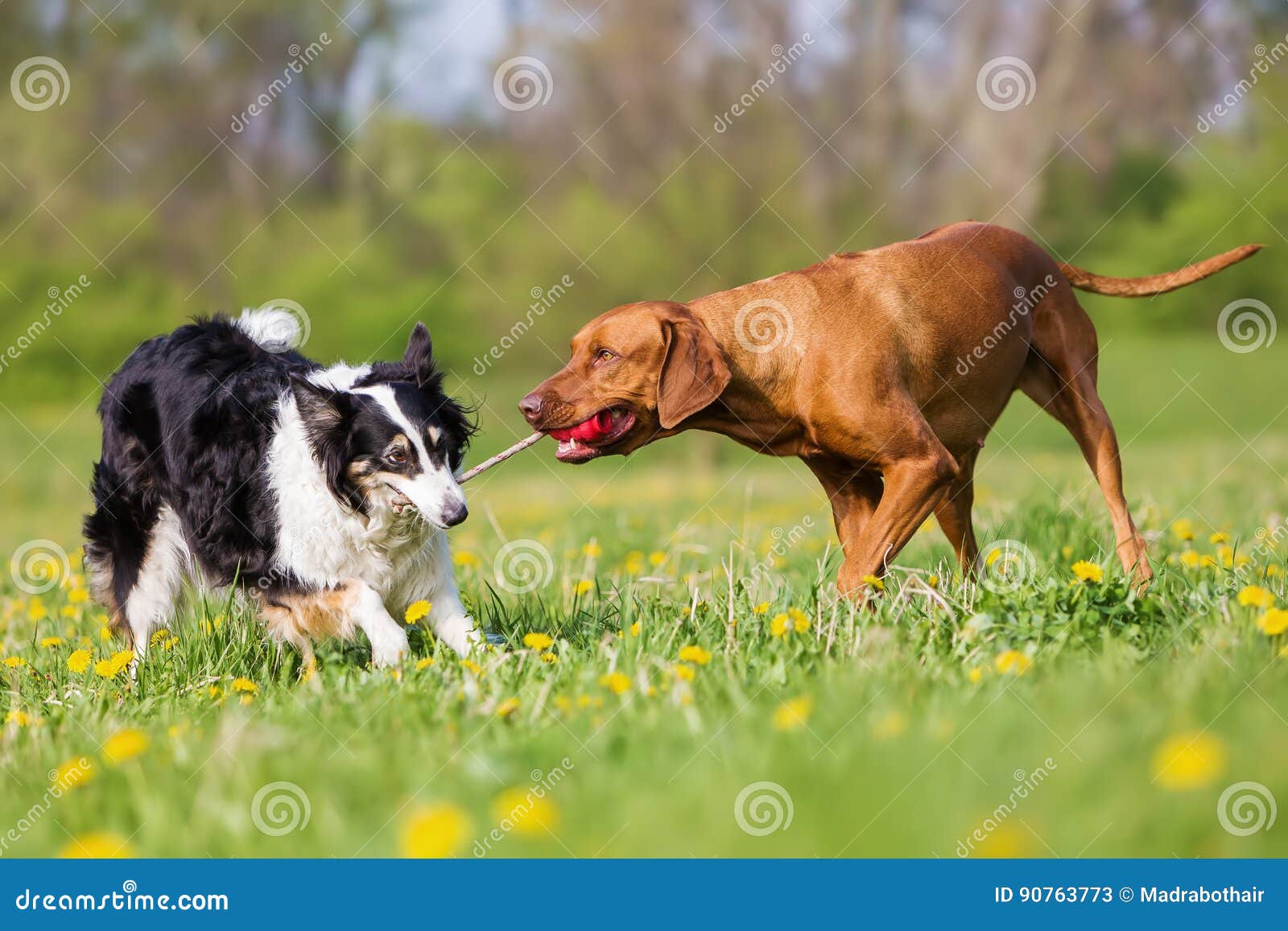 Rhodesian Ridgeback and Border Collie Outdoors Stock Image - Image of ...