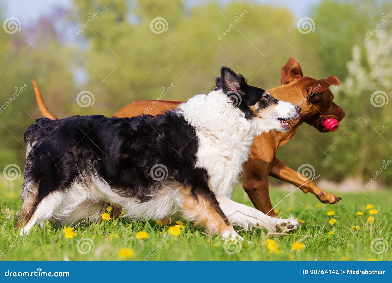 Rhodesian Ridgeback and Border Collie Outdoors Stock Photo - Image of ...