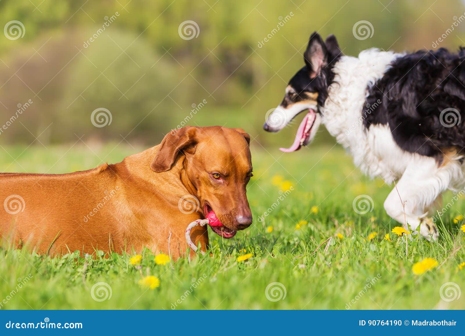 Rhodesian Ridgeback and Border Collie Outdoors Stock Photo - Image of ...