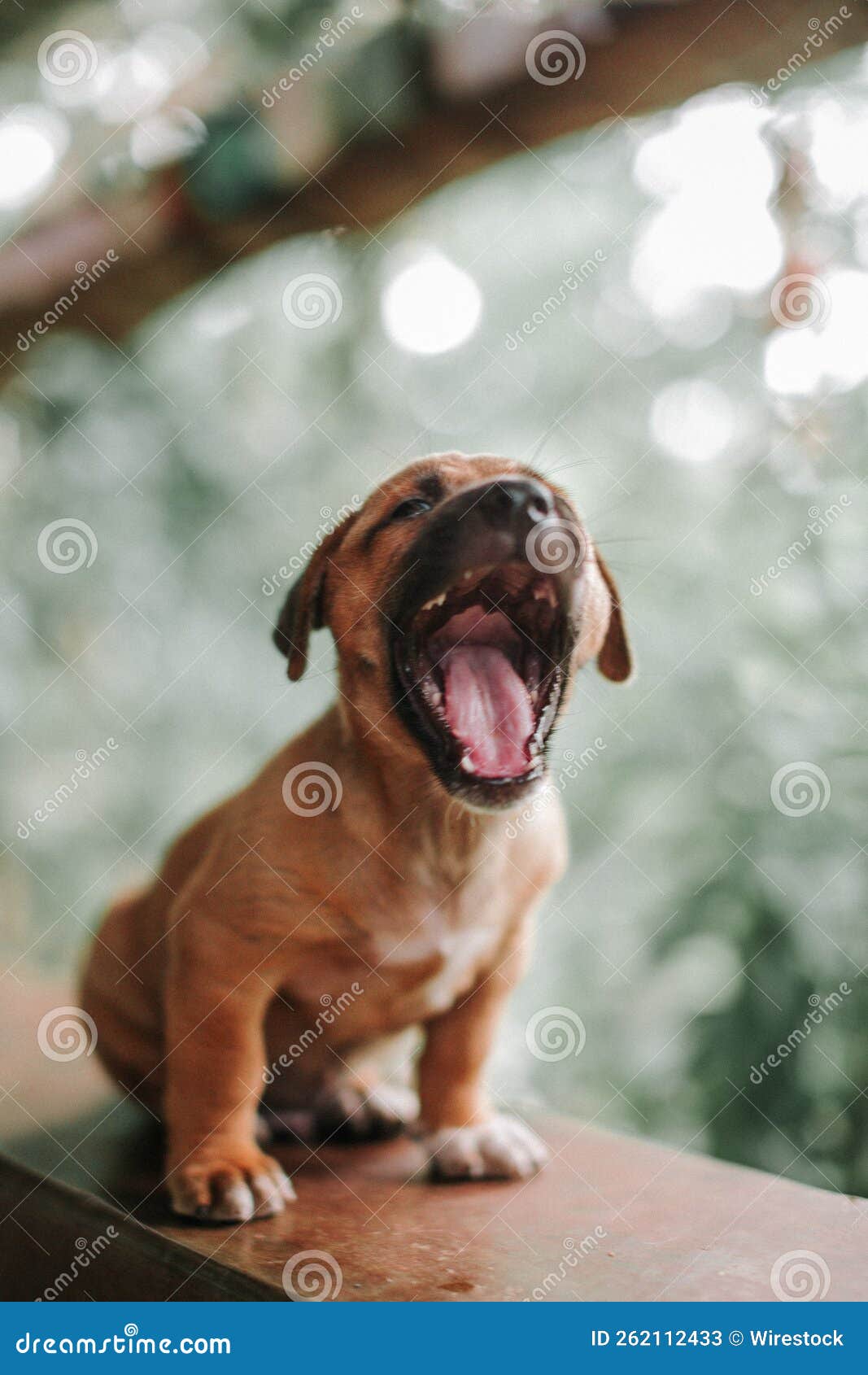 Rhodesian Ridgeback Breed Puppy with Bared Teeth Stock Image - Image of ...