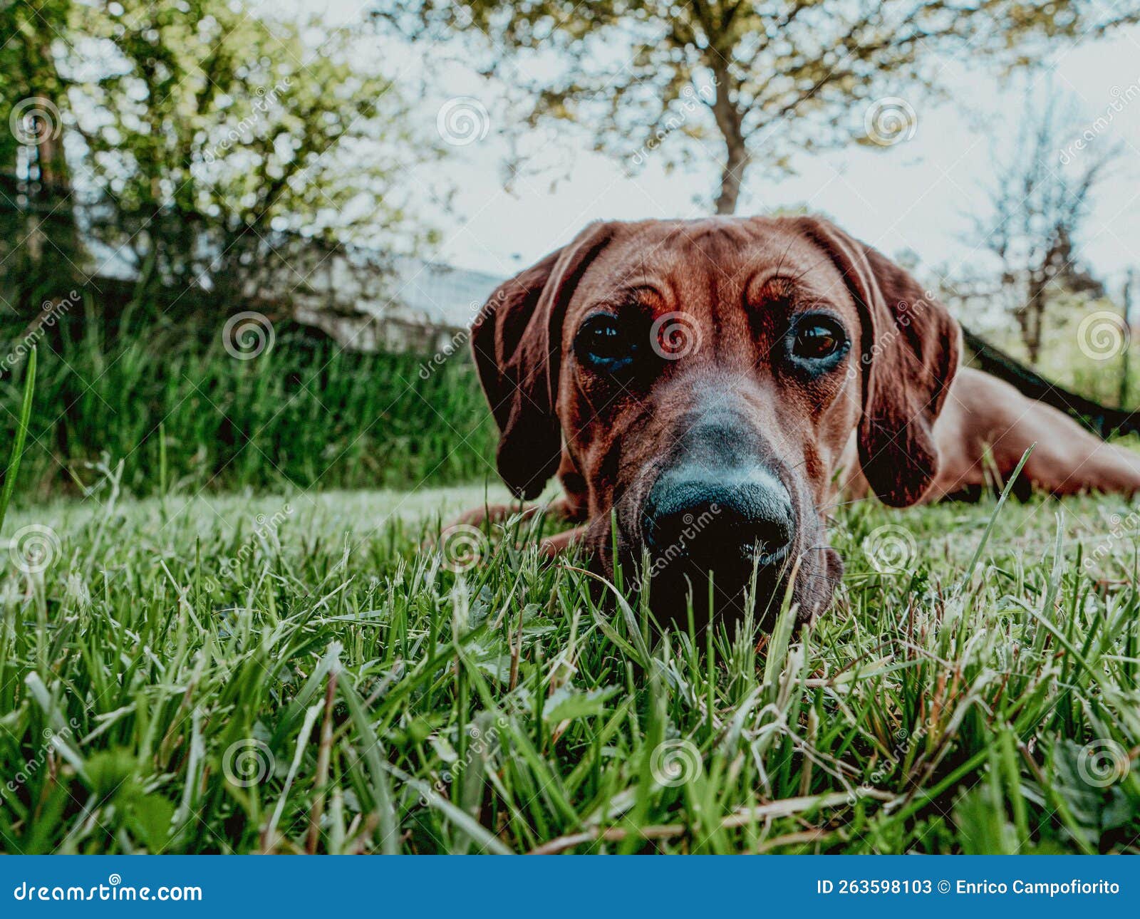 Rhodesian Ridgeback Brown Dog Looking at the Camera Stock Image - Image ...