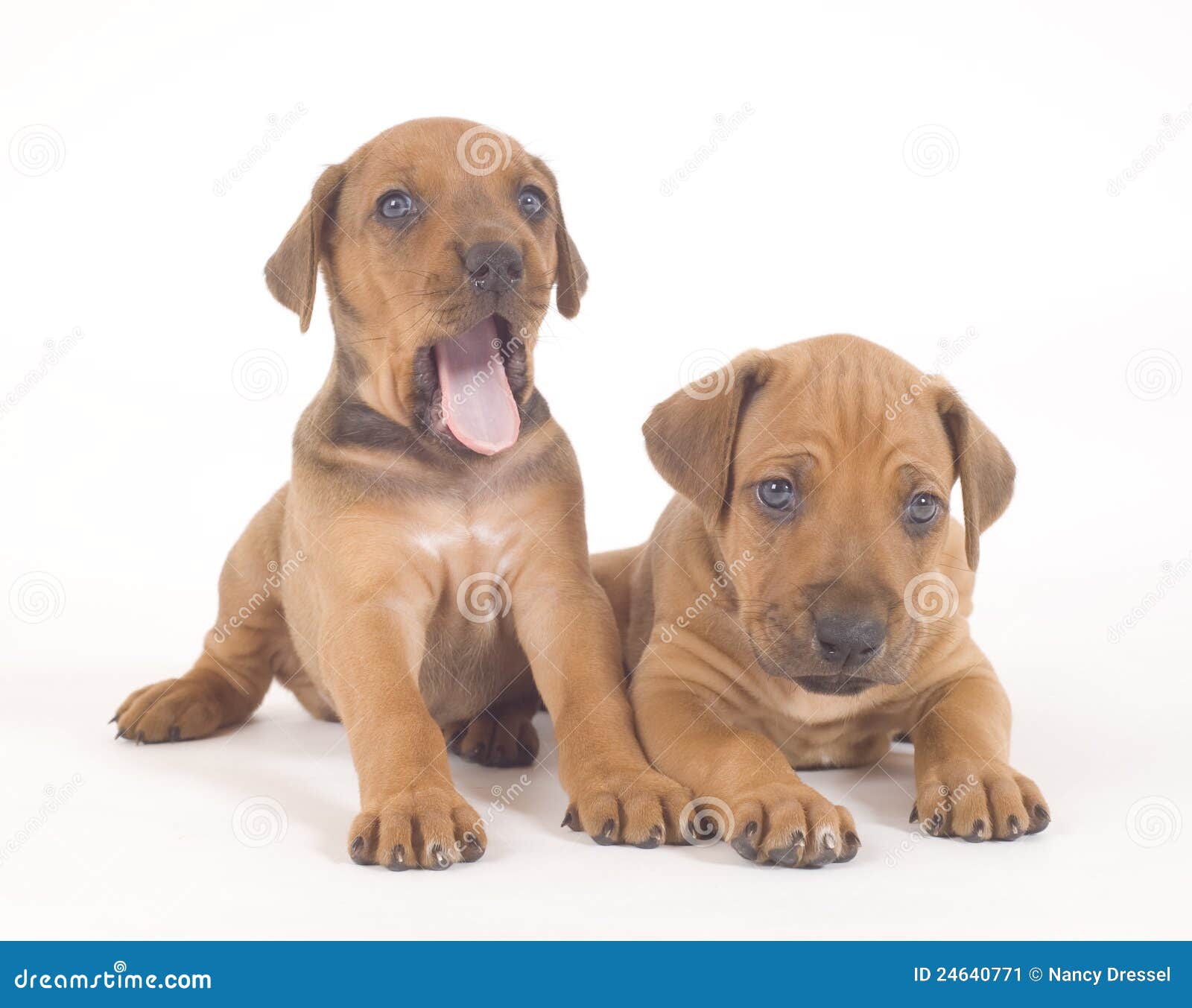 Rhodesian Ridgeback Buddies, 5 Weeks Old, Lying Stock Image - Image of ...