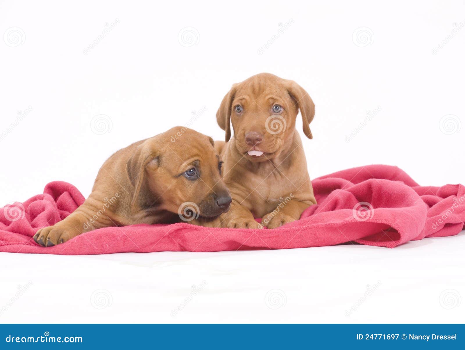 Rhodesian Ridgeback Buddies, 6 Weeks Old, Playing Stock Image - Image ...